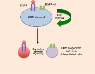 Epidermal growth factor receptor and EGFRvIII in glioblastoma ...