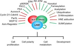 Controlling the master—upstream regulation of the tumor suppressor LKB1 ...