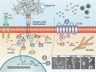 Collagen IV-conveyed signals can regulate chemokine production and ...