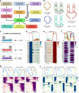 Sno-derived RNAs are prevalent molecular markers of cancer immunity ...