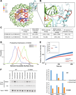 An activating mutation of the NSD2 histone methyltransferase drives ...