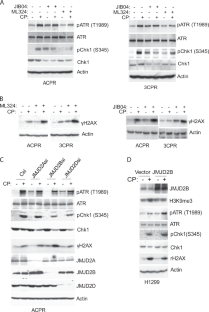 JMJD2 promotes acquired cisplatin resistance in non-small cell lung ...