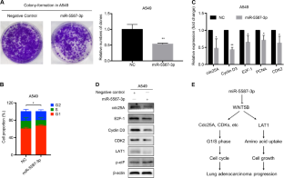 WNT5B exerts oncogenic effects and is negatively regulated by miR-5587 ...