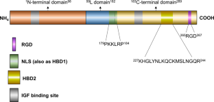 IGFBP2: integrative hub of developmental and oncogenic signaling ...