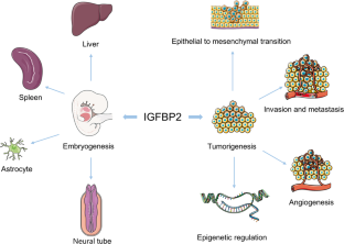 IGFBP2: integrative hub of developmental and oncogenic signaling ...