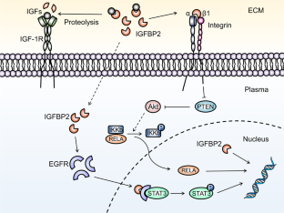 IGFBP2: integrative hub of developmental and oncogenic signaling ...