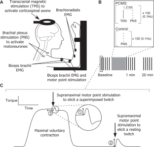 The effect of paired corticospinal–motoneuronal stimulation on maximal ...