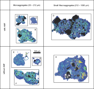 Visualizing the dynamics of soil aggregation as affected by arbuscular ...
