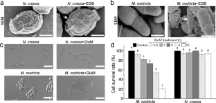 A novel outer membrane β-1,6-glucanase is deployed in the predation of ...