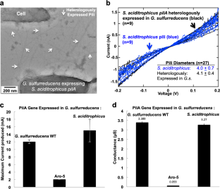 Syntrophus conductive pili demonstrate that common hydrogen-donating ...