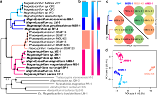 Repeated horizontal gene transfers triggered parallel evolution of ...