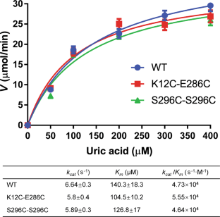 Structure-based design of a hyperthermostable AgUricase for ...