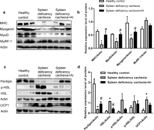 Establishment of a mouse model of cancer cachexia with spleen ...