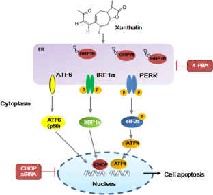 Xanthatin induces glioma cell apoptosis and inhibits tumor growth via ...