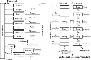 Physiologically based pharmacokinetic–pharmacodynamic modeling for ...