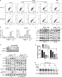 A novel derivative of valepotriate inhibits the PI3K/AKT pathway and ...