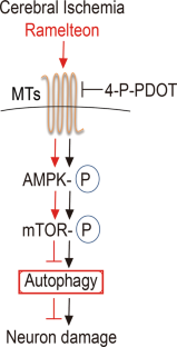 Melatonin receptor agonist ramelteon attenuates mouse acute and chronic ...
