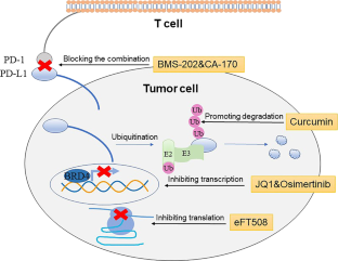 Small molecule inhibitors targeting the PD-1/PD-L1 signaling pathway | Acta Pharmacologica Sinica