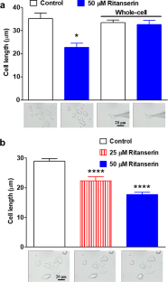 Ritanserin blocks Ca V 1.2 channels in rat artery smooth muscles ...