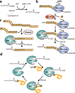 N-myristoylation: from cell biology to translational medicine | Acta ...