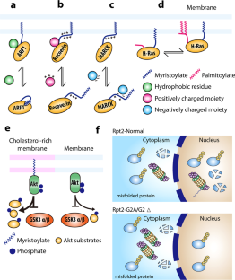 N-myristoylation: from cell biology to translational medicine | Acta ...