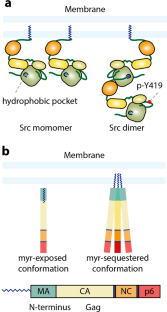 N-myristoylation: from cell biology to translational medicine | Acta ...