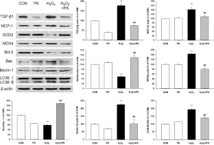 Exogenous pancreatic kininogenase protects against renal fibrosis in ...