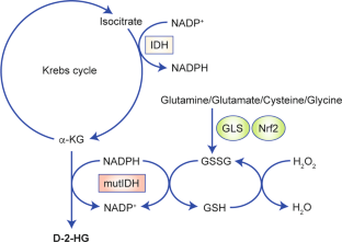IDH mutation in glioma: molecular mechanisms and potential therapeutic ...