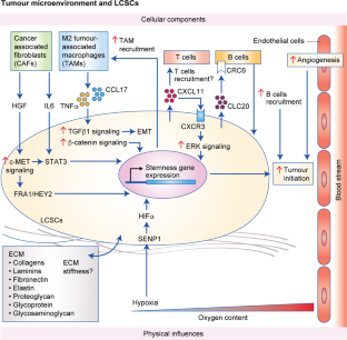 Cancer stemness in hepatocellular carcinoma: mechanisms and ...