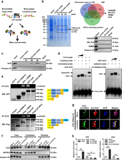 Circular RNA circAGO2 drives cancer progression through facilitating ...