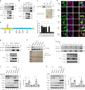 STING directly activates autophagy to tune the innate immune response ...