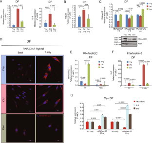 Genomic stability, anti-inflammatory phenotype, and up-regulation of ...
