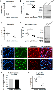 CCAAT/enhancer binding protein δ is a transcriptional repressor of α ...