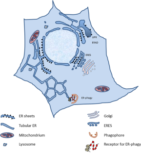 ER-phagy and human diseases | Cell Death & Differentiation