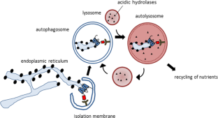 ER-phagy and human diseases | Cell Death & Differentiation