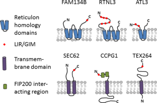 ER-phagy and human diseases | Cell Death & Differentiation