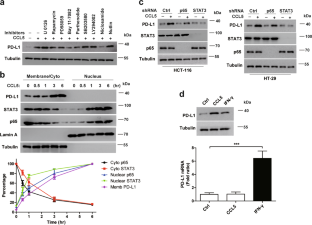 Macrophage-derived CCL5 facilitates immune escape of colorectal cancer ...