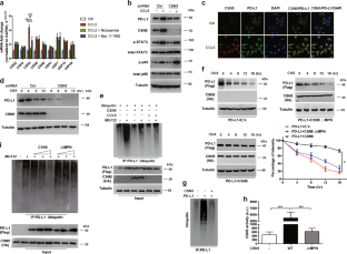 Macrophage-derived CCL5 facilitates immune escape of colorectal cancer ...