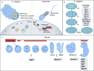 Autophagy in animal development | Cell Death & Differentiation
