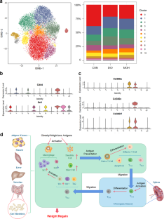 The role of immune cells in obesogenic memory | Cellular & Molecular ...