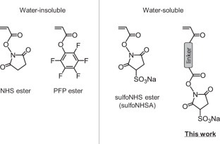 Polymeric water-soluble activated esters: synthesis of polymer ...