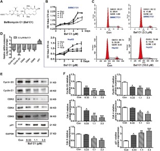 Bafilomycin C1 induces G0/G1 cell-cycle arrest and mitochondrial-mediated apoptosis in human ...