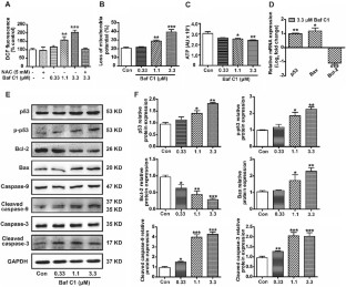 Bafilomycin C1 induces G0/G1 cell-cycle arrest and mitochondrial ...