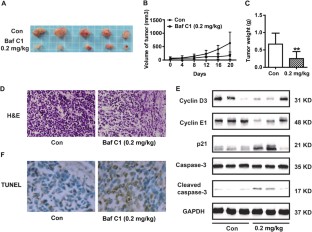 Bafilomycin C1 induces G0/G1 cell-cycle arrest and mitochondrial-mediated apoptosis in human ...