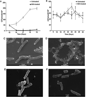 Dormant Mycobacterium tuberculosis converts isoniazid to the active ...