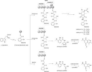 Albumycin, a new isoindolequinone from Streptomyces albus J1074 ...