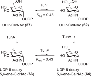 Tunicamycin: chemical synthesis and biosynthesis | The Journal of ...