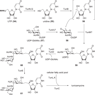 Tunicamycin: chemical synthesis and biosynthesis | The Journal of ...