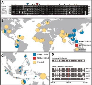 Characterisation of a second gain of function EDAR variant, encoding ...