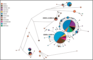 Characterisation of a second gain of function EDAR variant, encoding ...